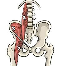 Bekken en iliopsoas - Yogatuin Rheden